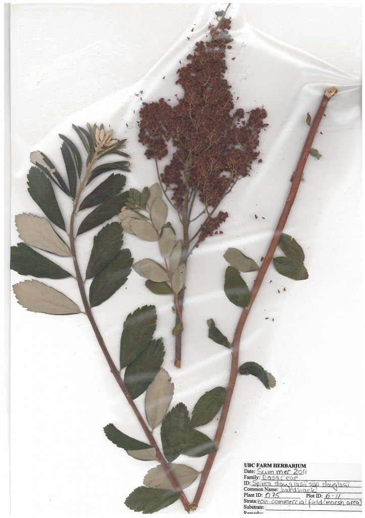 Hardhack | Cultivating Forest Stewardship